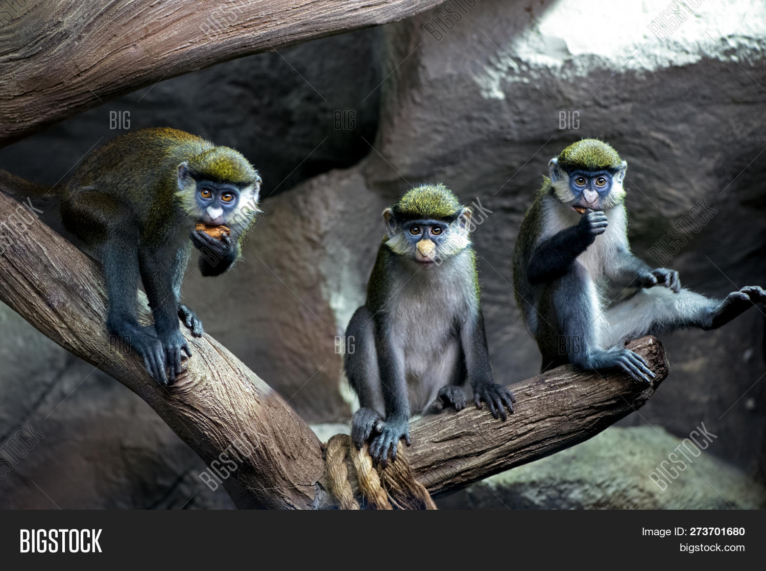 Three Redtail Monkeys Image & Photo (Free Trial) | Bigstock