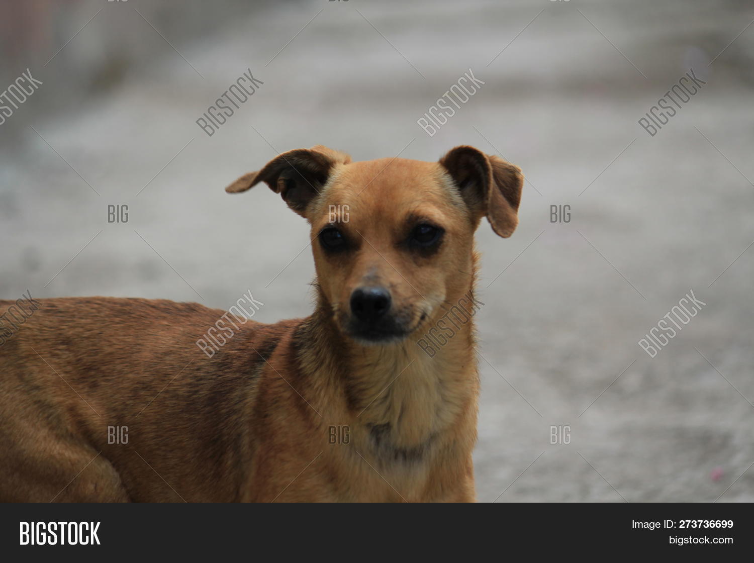 Desperate Dog Who Image & Photo (Free Trial) | Bigstock