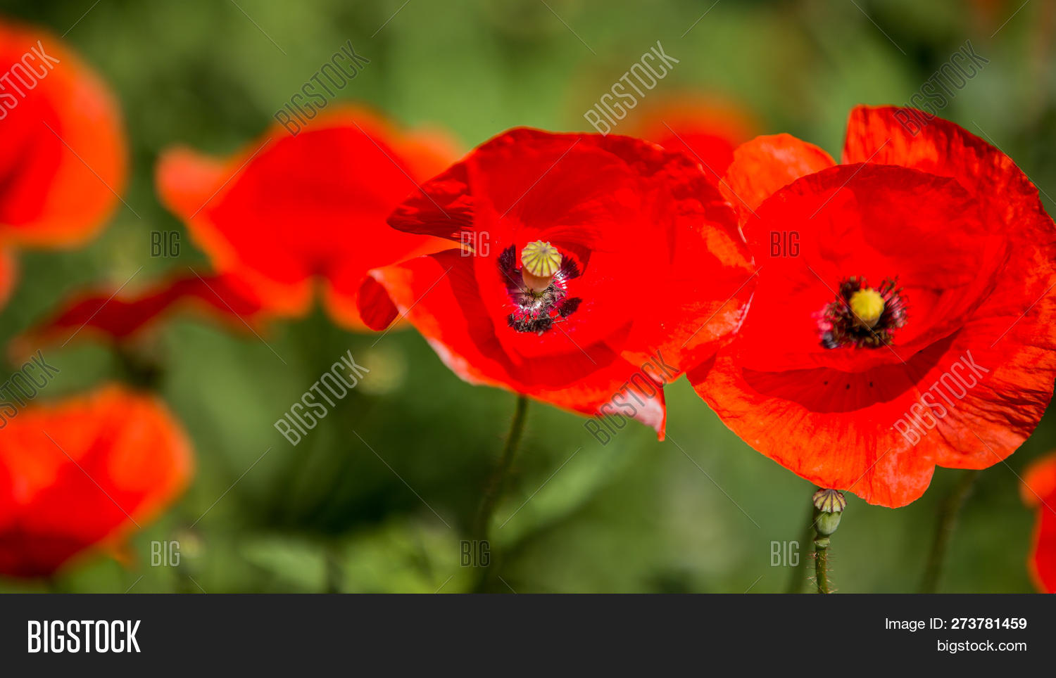 Glade Red Poppies. Image & Photo (Free Trial) | Bigstock