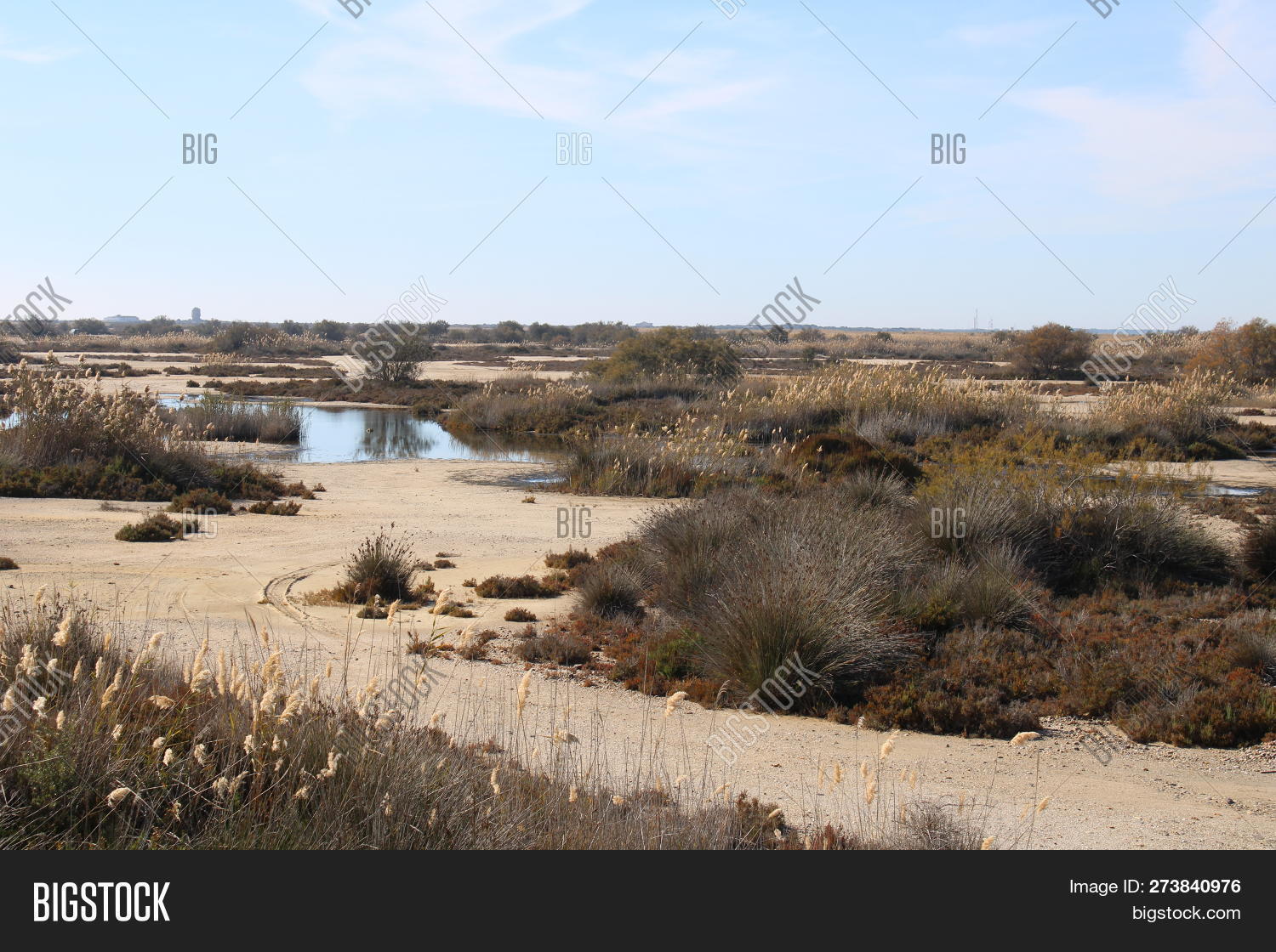 Arid Zone Dry Plants Image & Photo (Free Trial) | Bigstock