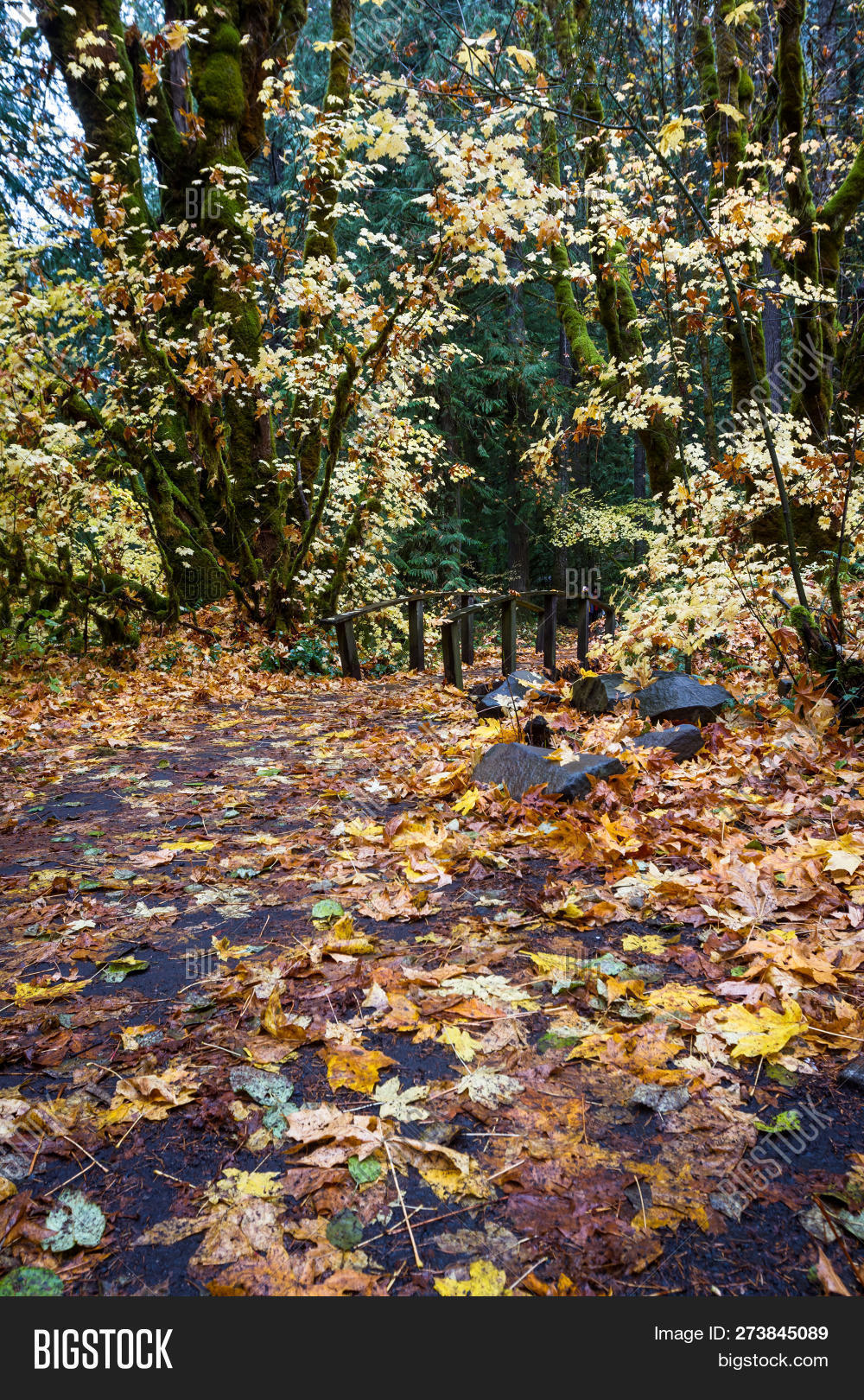 Autumn Woods Image & Photo (Free Trial) | Bigstock