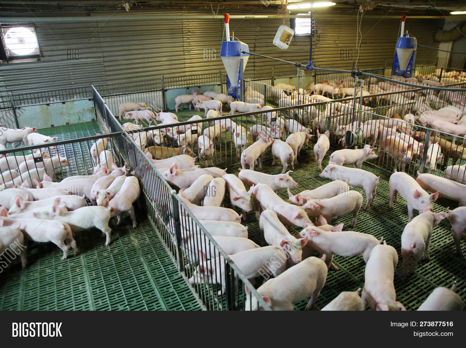 Domestic Breed Piglets Image & Photo (Free Trial) | Bigstock