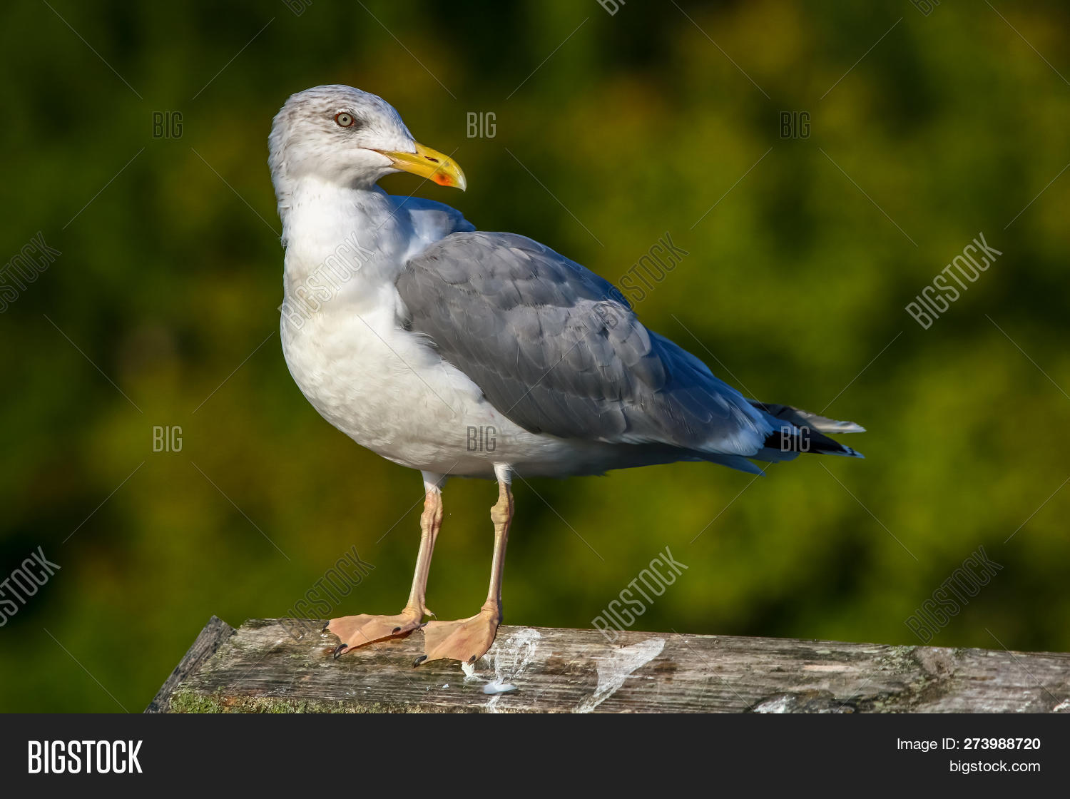 Close Seagull Standing Image & Photo (Free Trial) | Bigstock