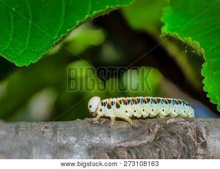 Close White Insect Image & Photo (Free Trial) | Bigstock
