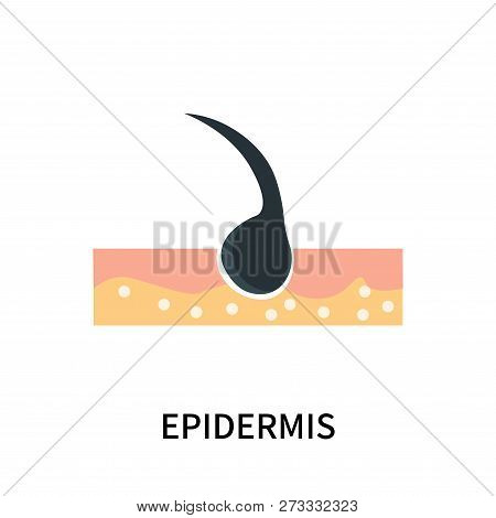 Epidermis Icon Vector & Photo (Free Trial) | Bigstock