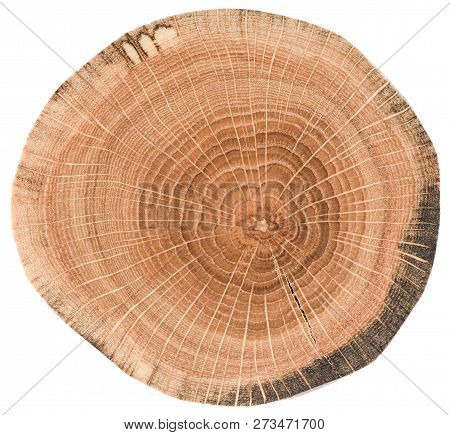 Oak Wood Texture. Tree Image & Photo (Free Trial) | Bigstock