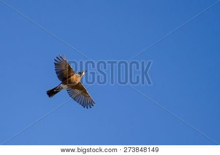 American Robin Flying Image & Photo (Free Trial) | Bigstock