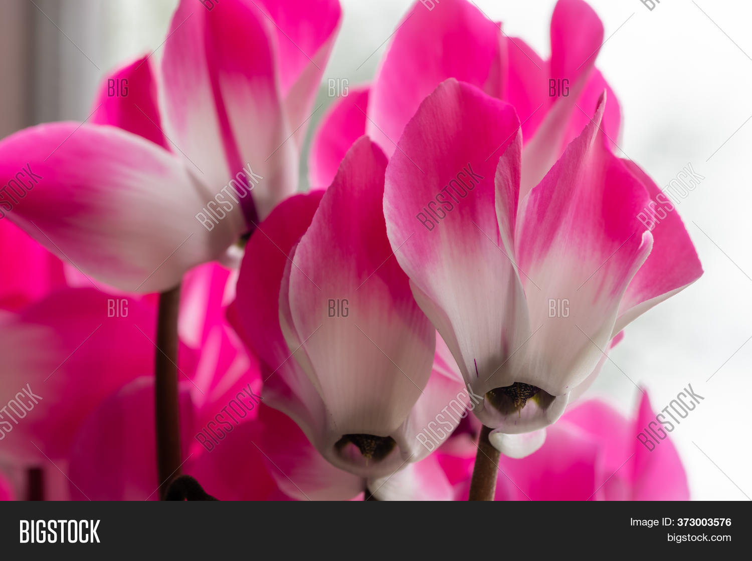 Colorsplash Cyclamen Image & Photo (Free Trial) | Bigstock