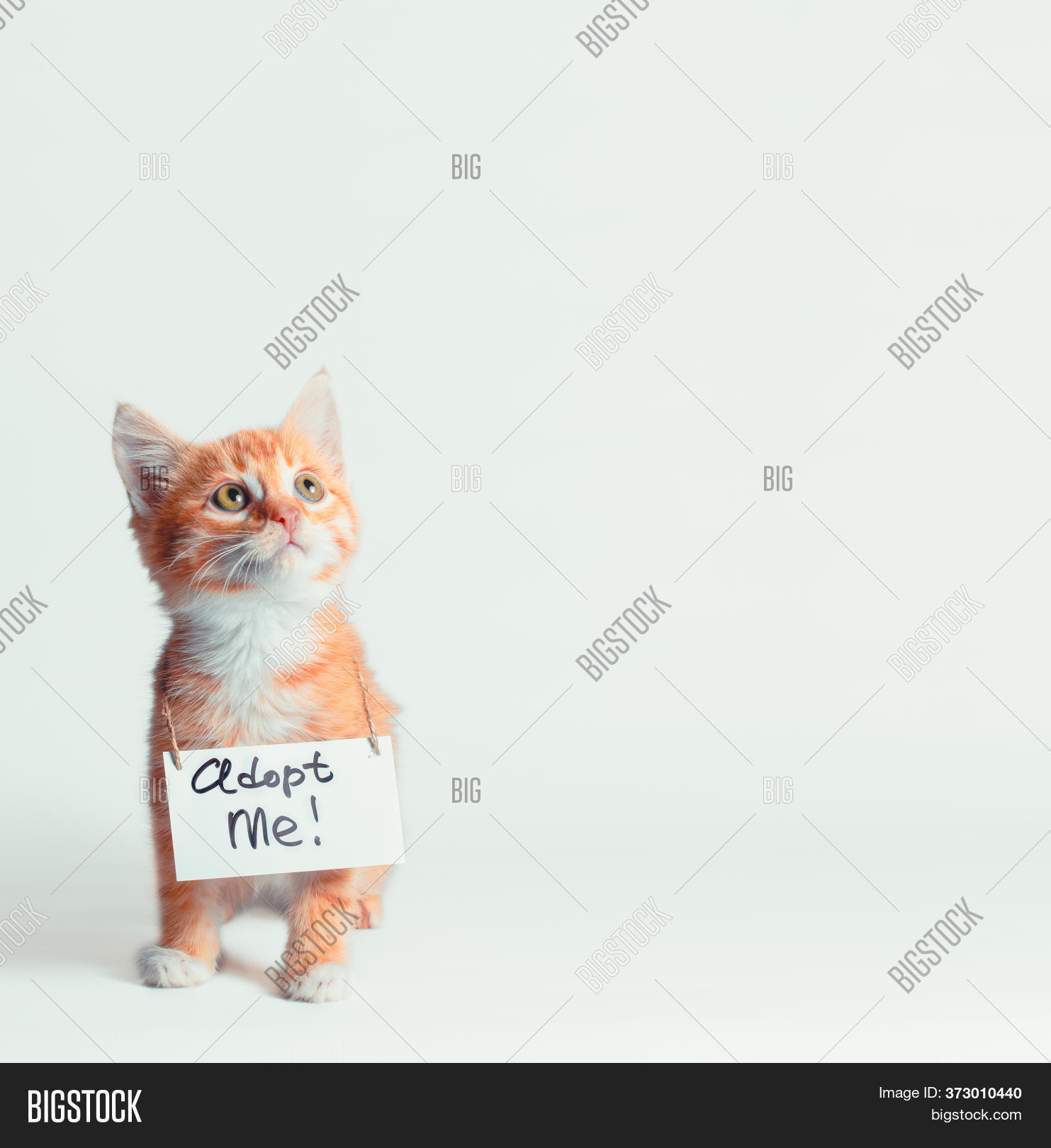 Ginger Kitten Sign Image & Photo (Free Trial) | Bigstock