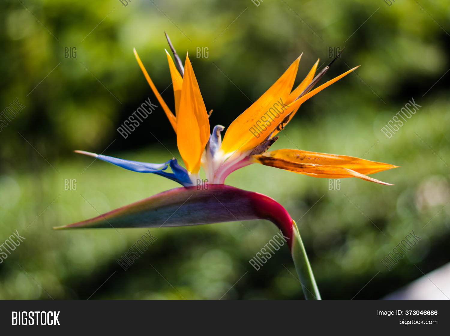 Strelitzia Genus Five Image & Photo (Free Trial) | Bigstock