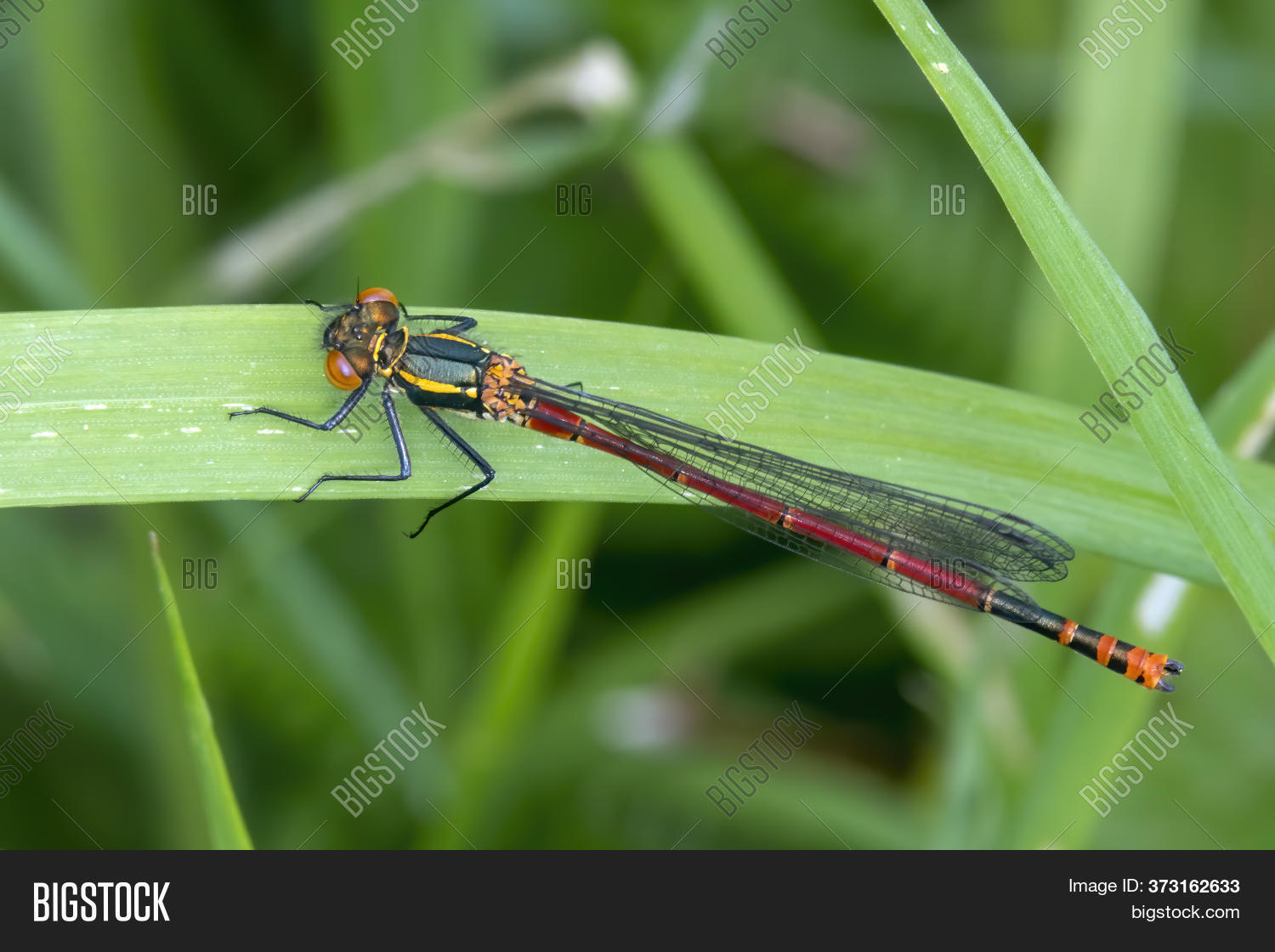Large Red Damselfly ( Image & Photo (Free Trial) | Bigstock