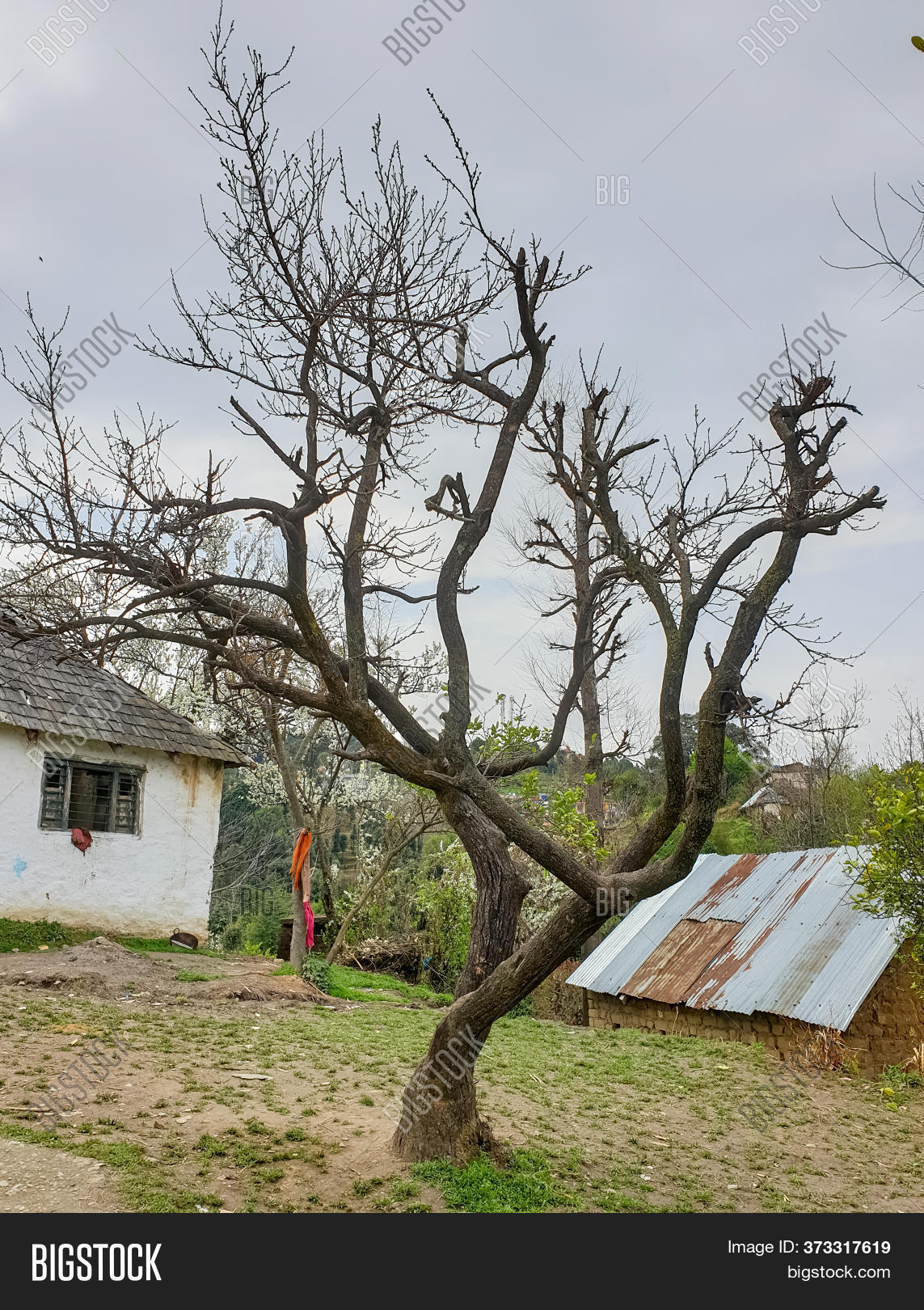 Portrait Dry Tree Image & Photo (Free Trial) | Bigstock