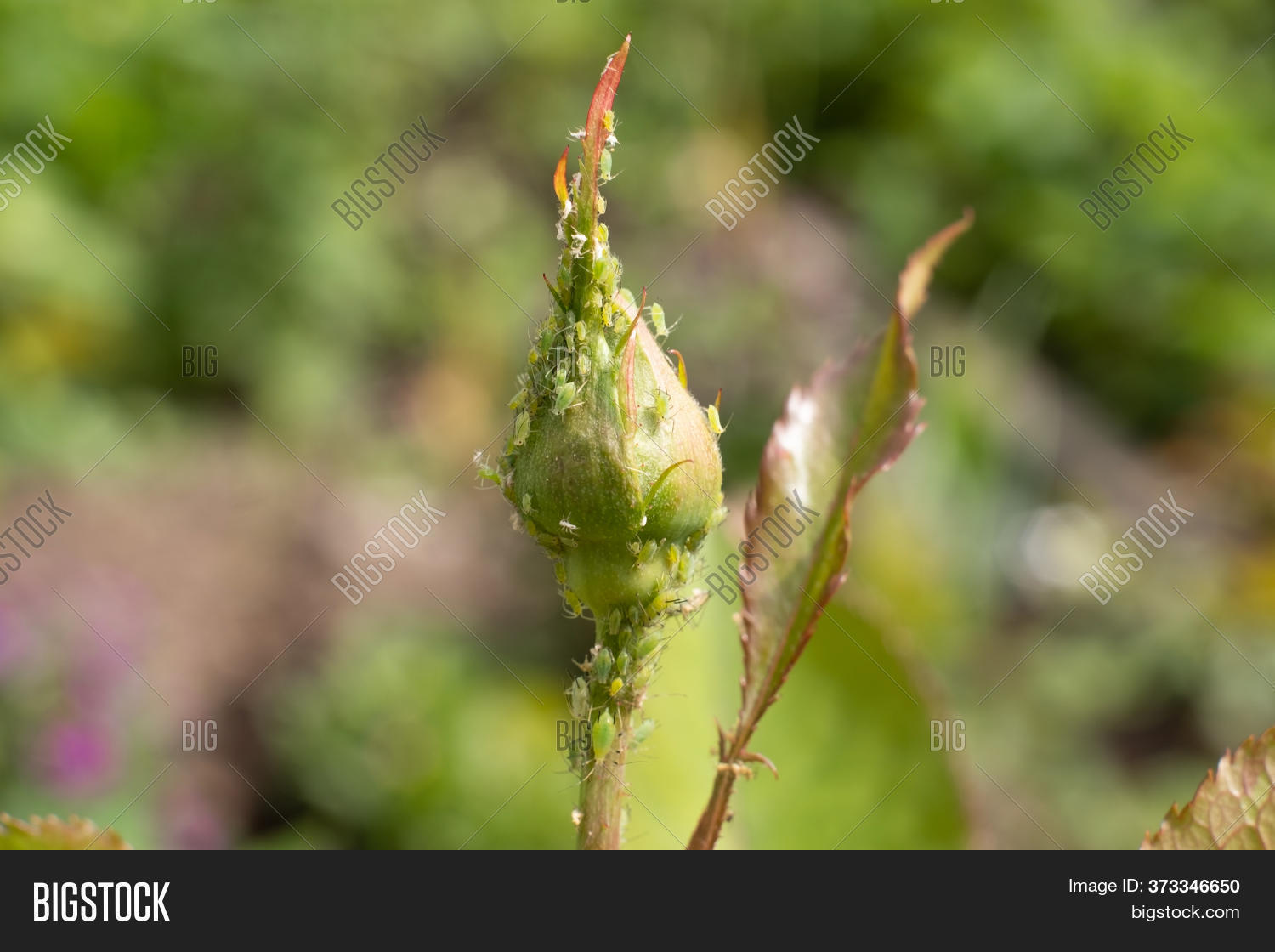 Rose Flower Infested Image & Photo (Free Trial) | Bigstock