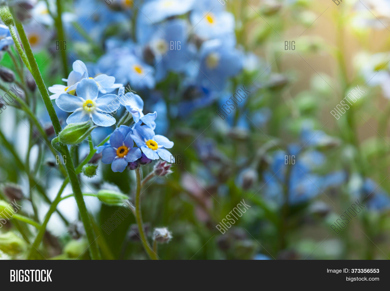 Fresh Blue Forget-me- Image & Photo (Free Trial) | Bigstock