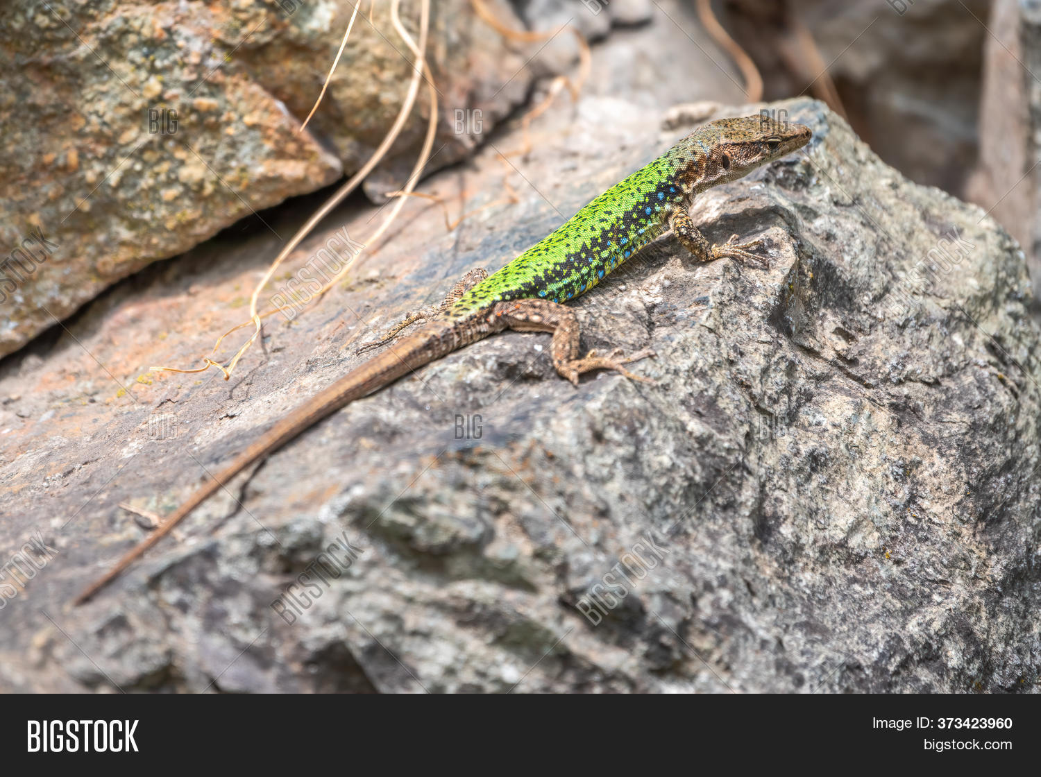 Green Lizard Crawling Image & Photo (Free Trial) | Bigstock