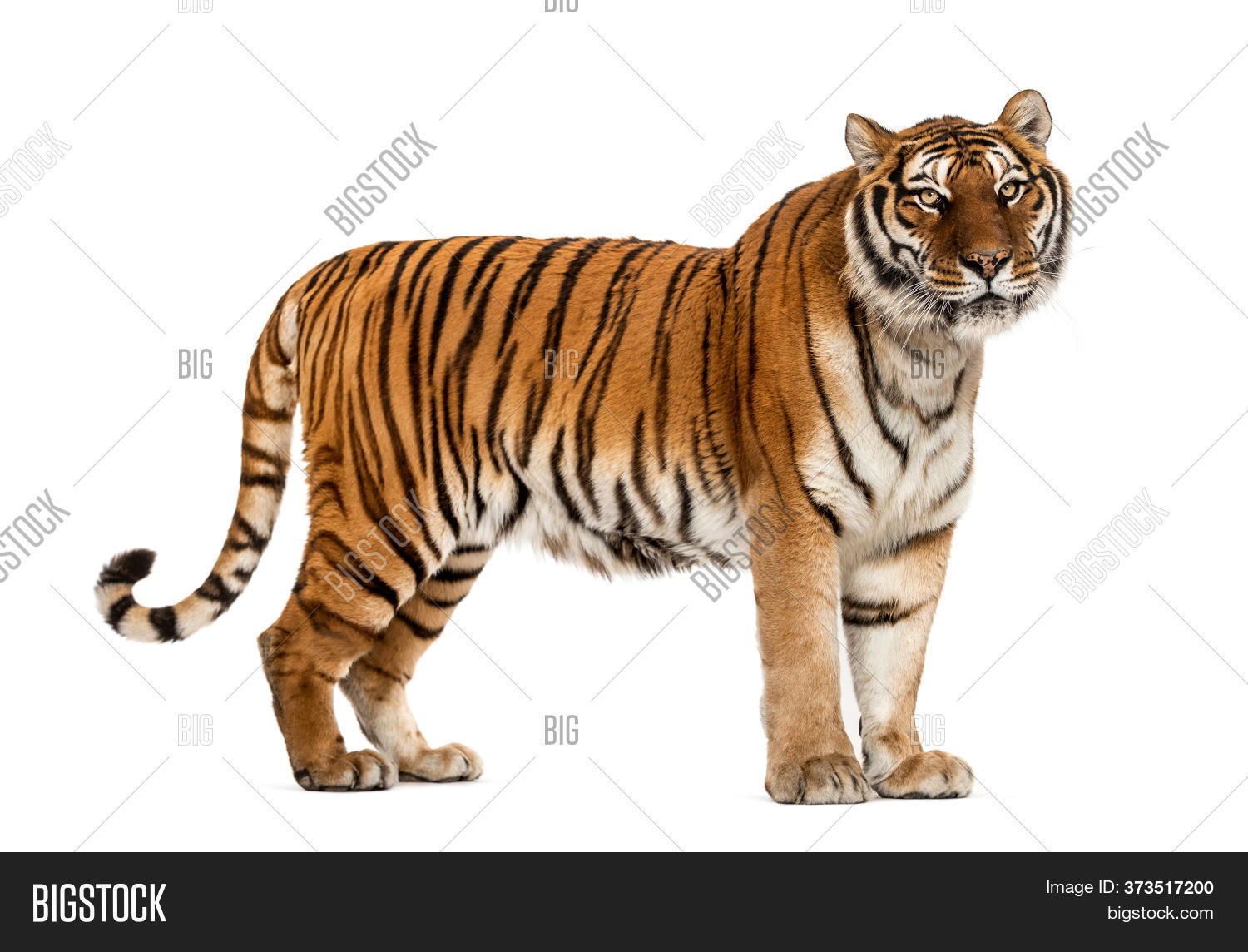 Tiger Side View