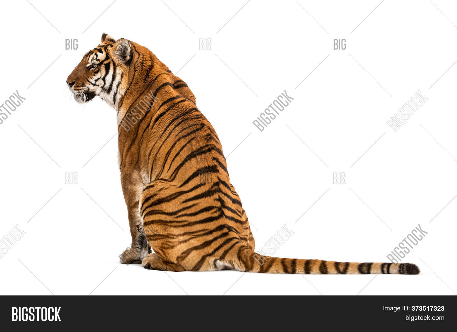 Tiger Sitting Side View