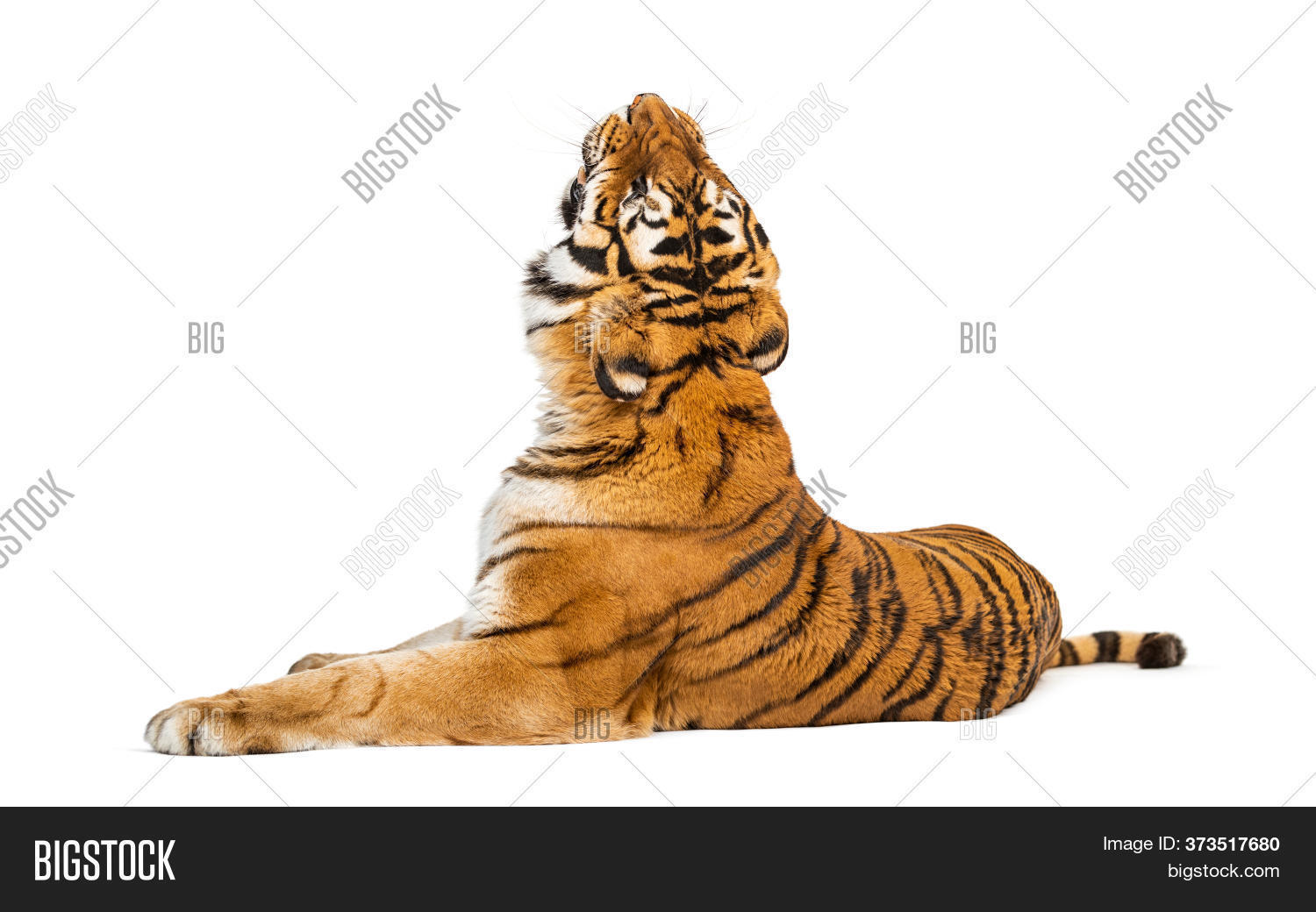 Back View Tiger Lying Image & Photo (Free Trial) | Bigstock