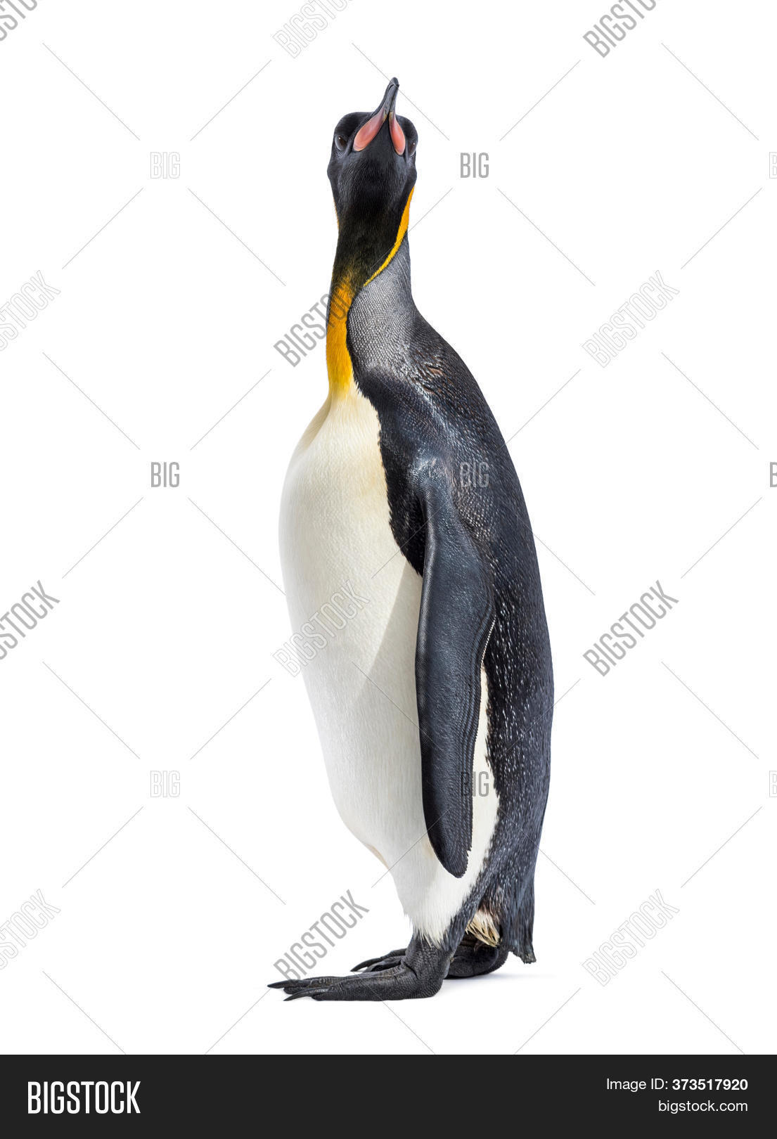 King Penguin Looking Image & Photo (Free Trial) | Bigstock
