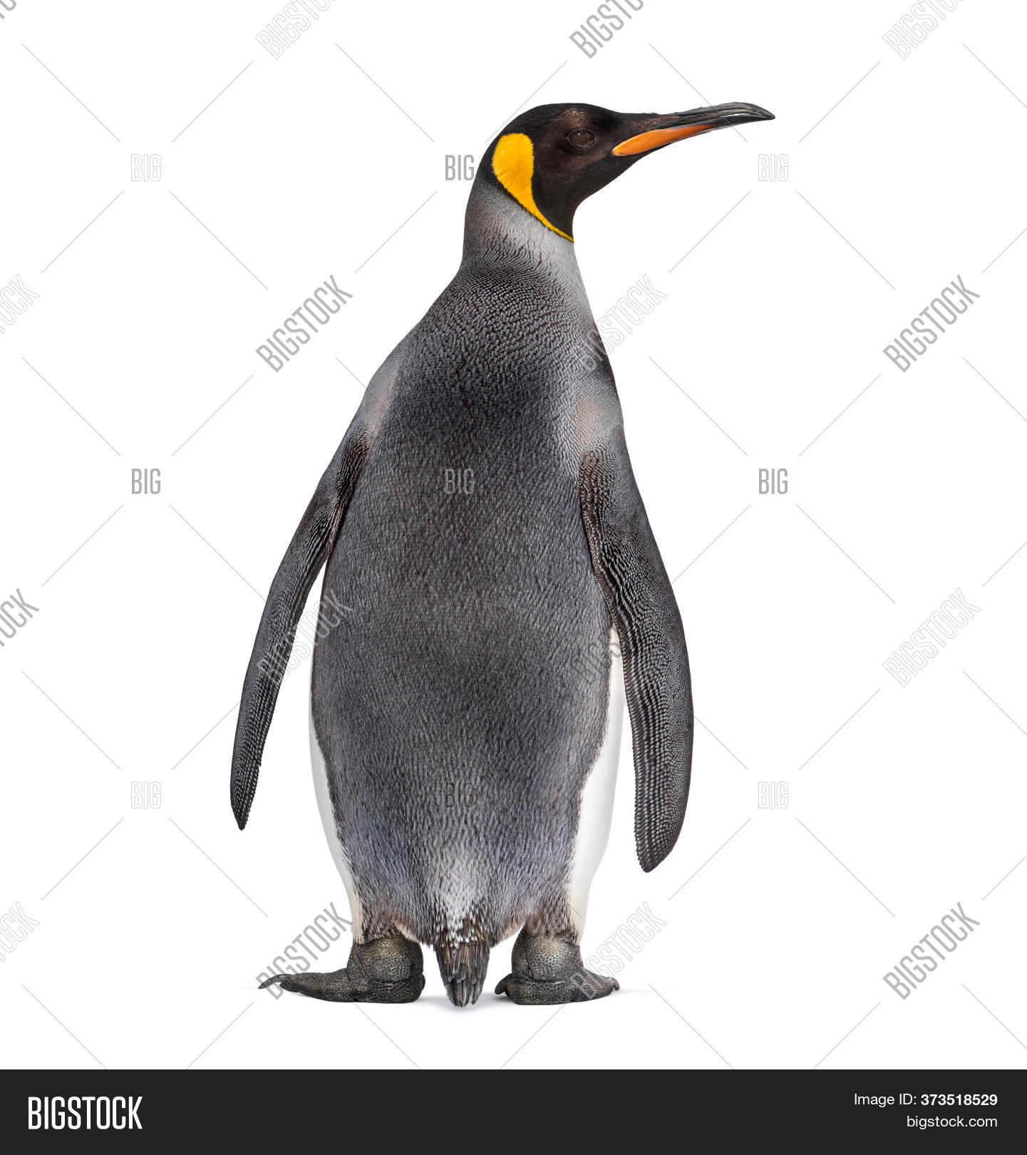 Back View King Penguin Image & Photo (Free Trial) | Bigstock