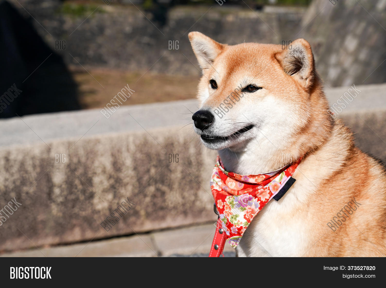 Close Shiba Inu; Image & Photo (Free Trial) | Bigstock