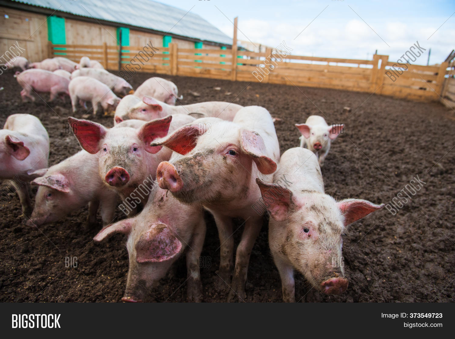 Domestic Pigs On Farm Image & Photo (Free Trial) | Bigstock