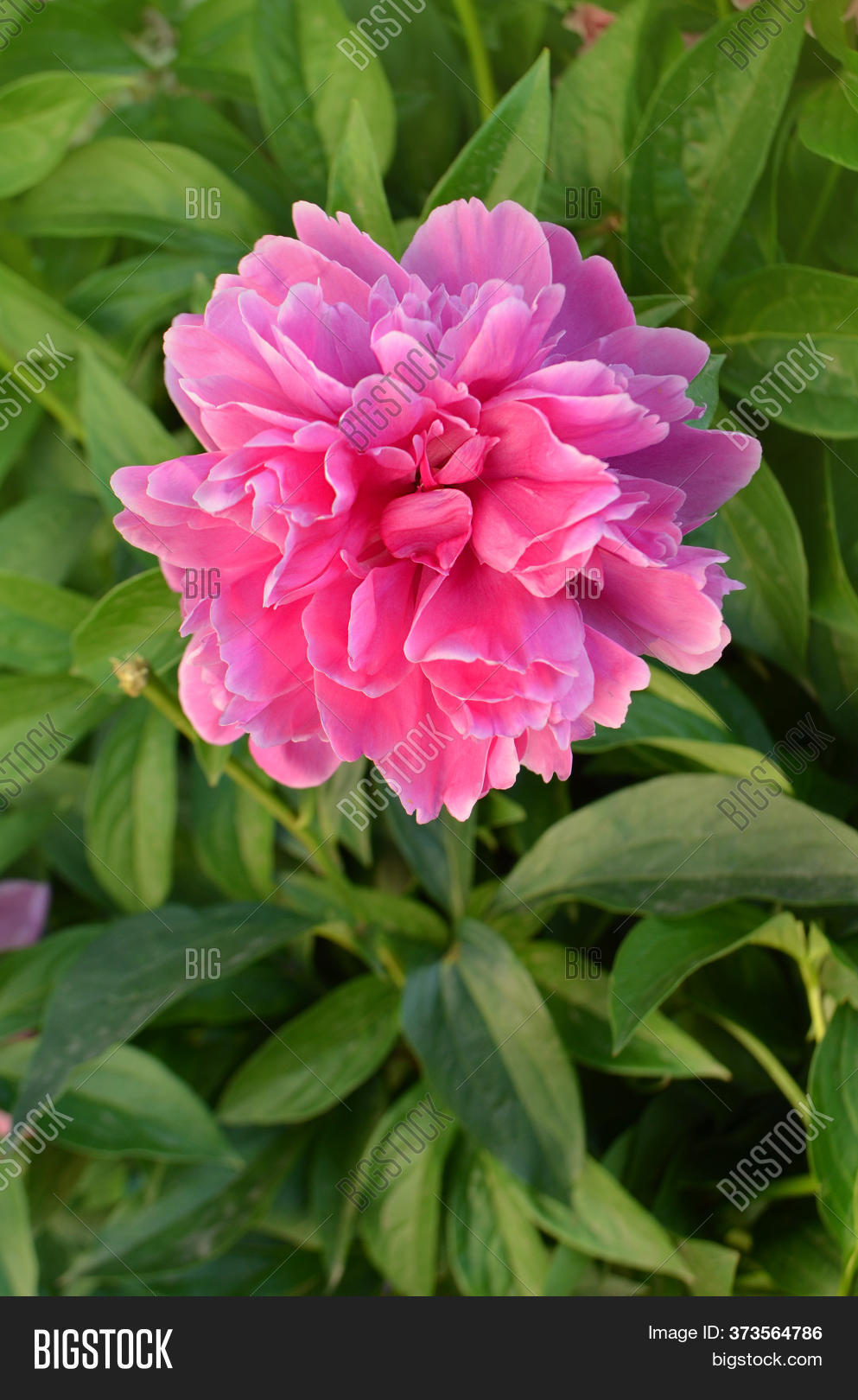 Blooming Pink Peony Image & Photo (Free Trial) | Bigstock