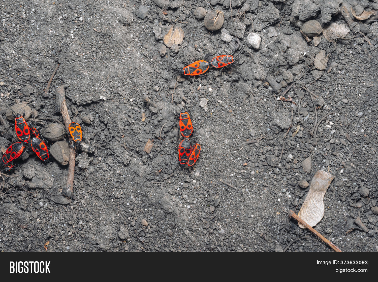Insect Mating Period. Image & Photo (Free Trial) | Bigstock