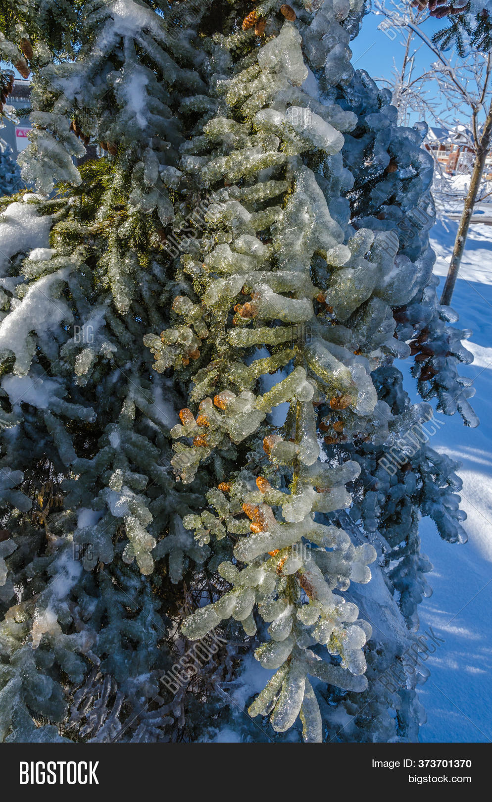 Twigs Tree Encased Ice Image & Photo (Free Trial) | Bigstock
