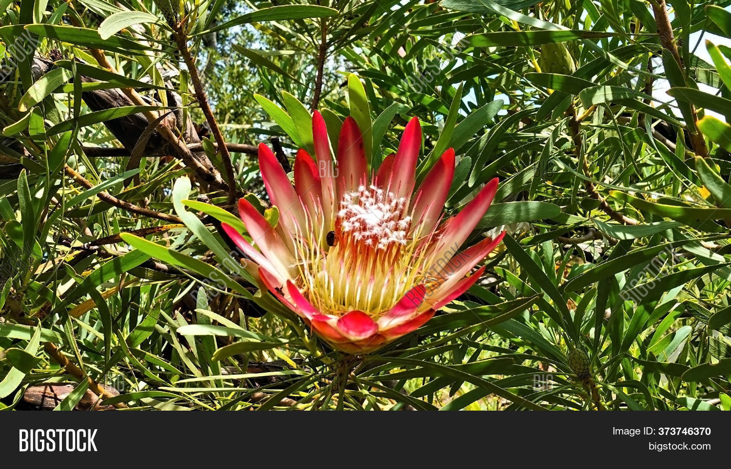 Beautiful Protea Image & Photo (Free Trial) | Bigstock