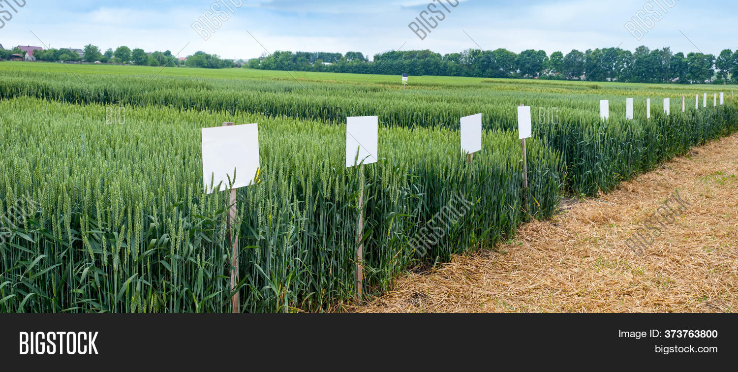 Pointers On Demo Plots Image & Photo (Free Trial) | Bigstock