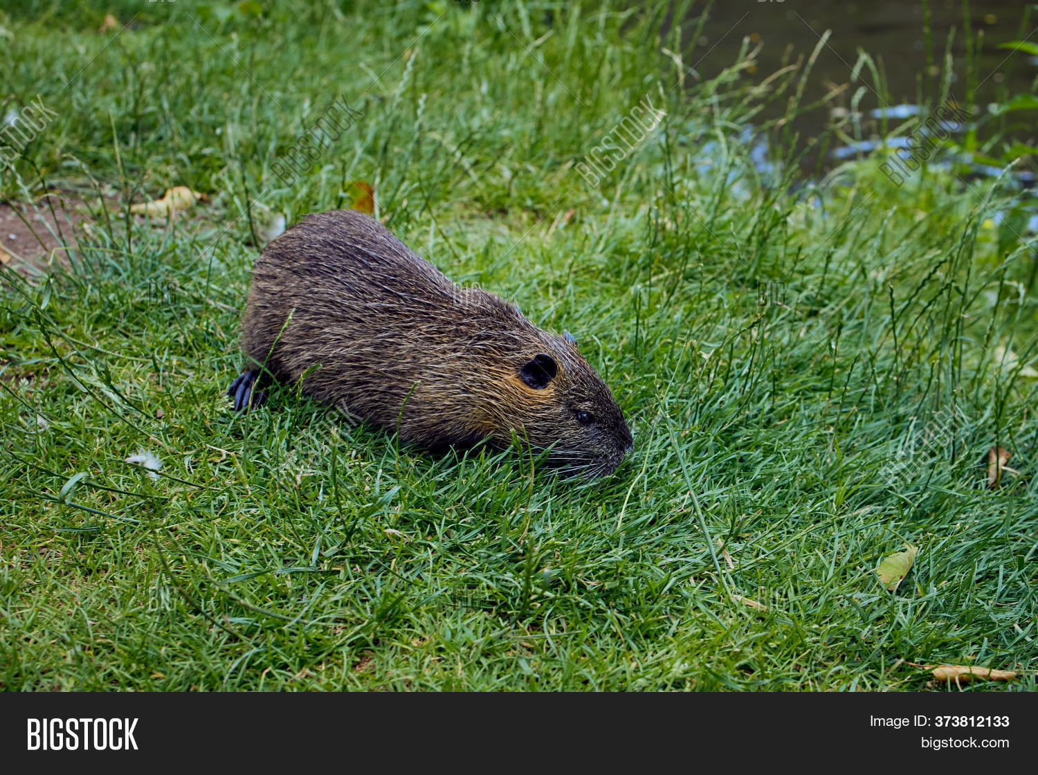Brown Nutria On Bank Image & Photo (Free Trial) | Bigstock