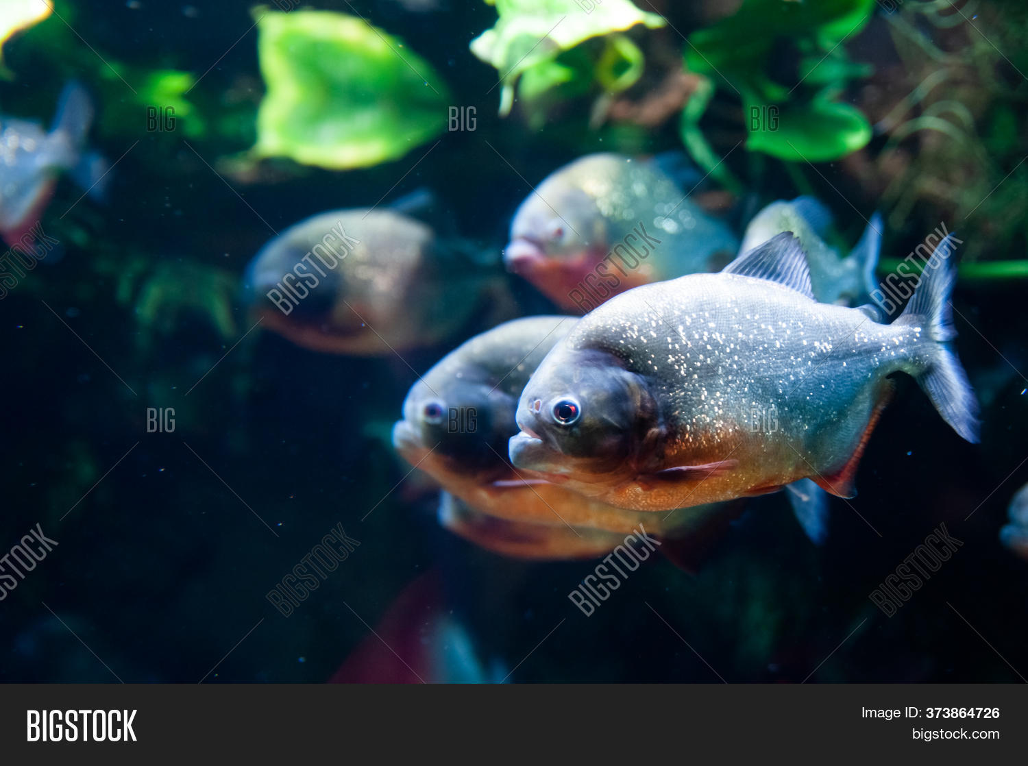 Group Red-bellied Image & Photo (Free Trial) | Bigstock