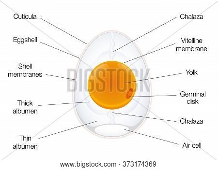 Anatomy Birds Egg. Vector & Photo (Free Trial) | Bigstock