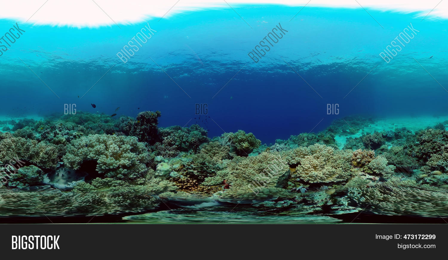 Underwater Scene Coral Image & Photo (Free Trial) | Bigstock