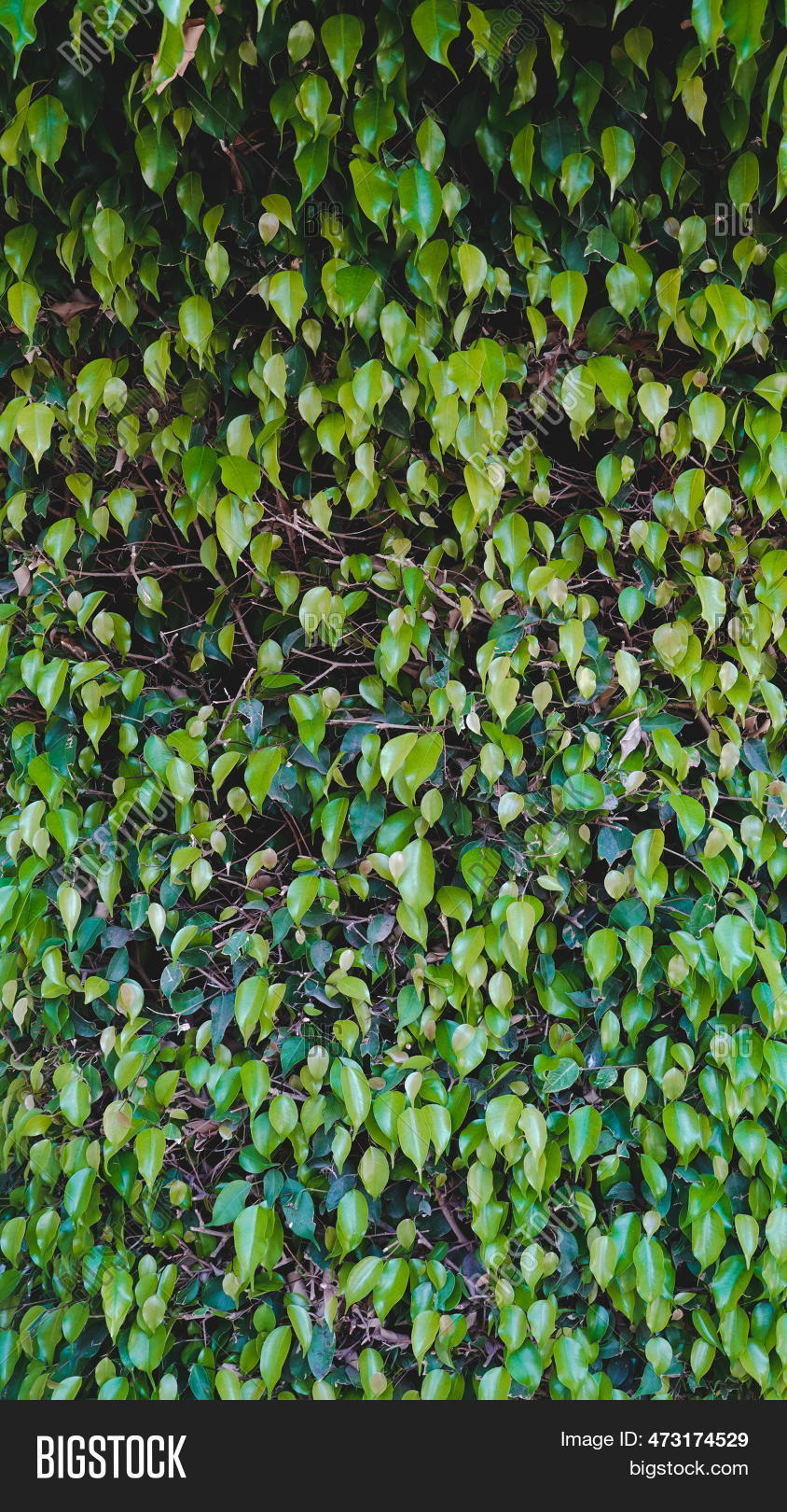 Fence Tree Ficus Green Image & Photo (Free Trial) | Bigstock
