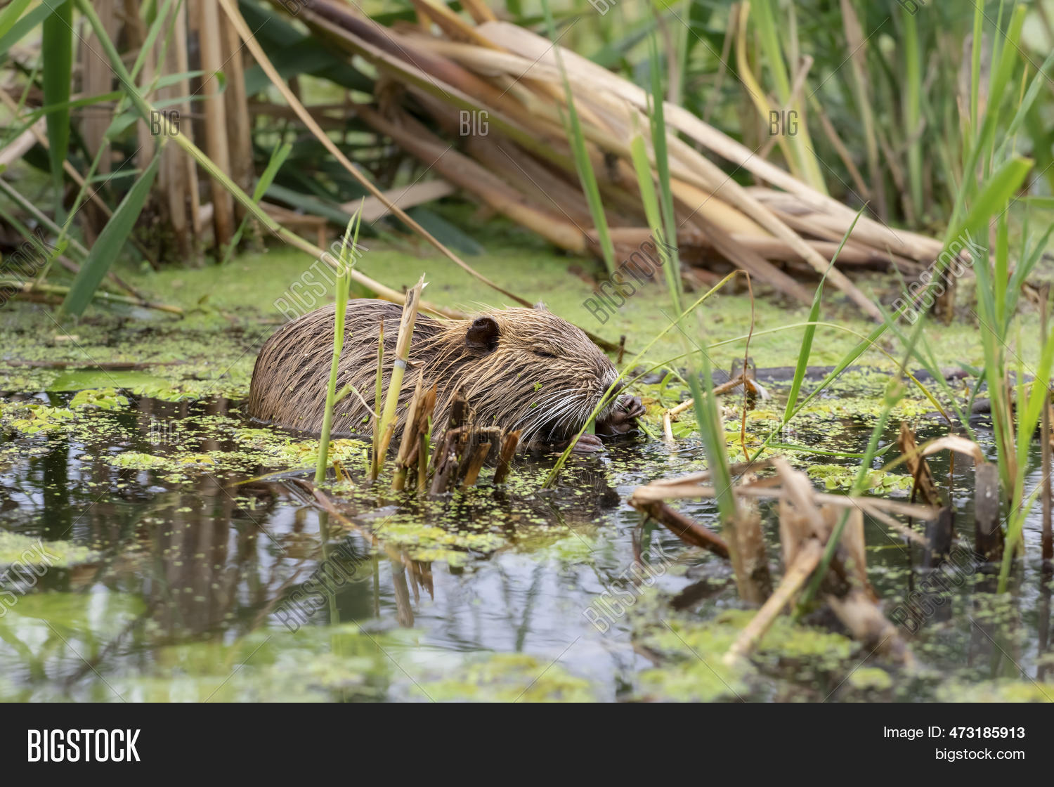 Wild Nutria River. Image & Photo (Free Trial) | Bigstock