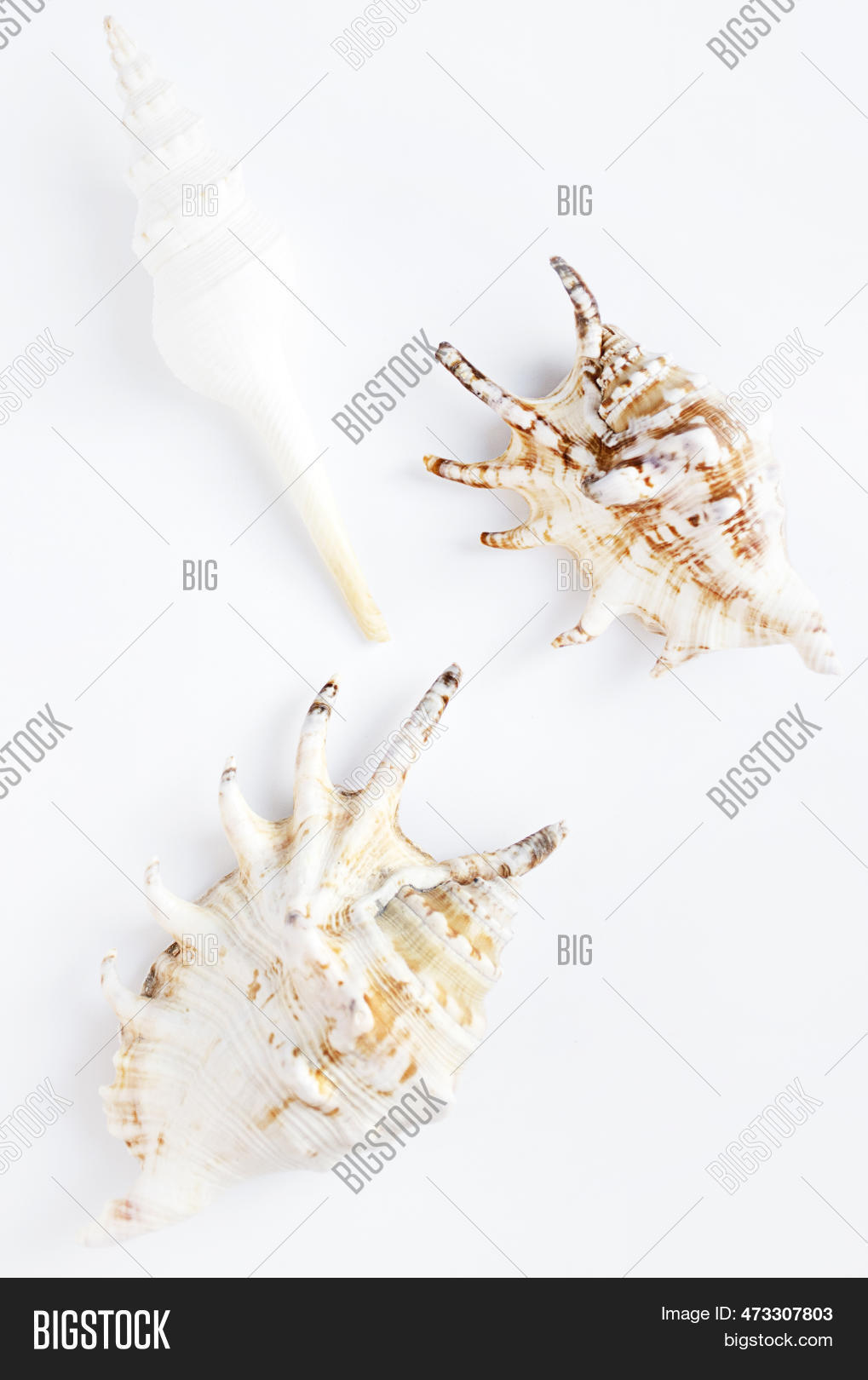 Sea Shells On White Image & Photo (Free Trial) | Bigstock
