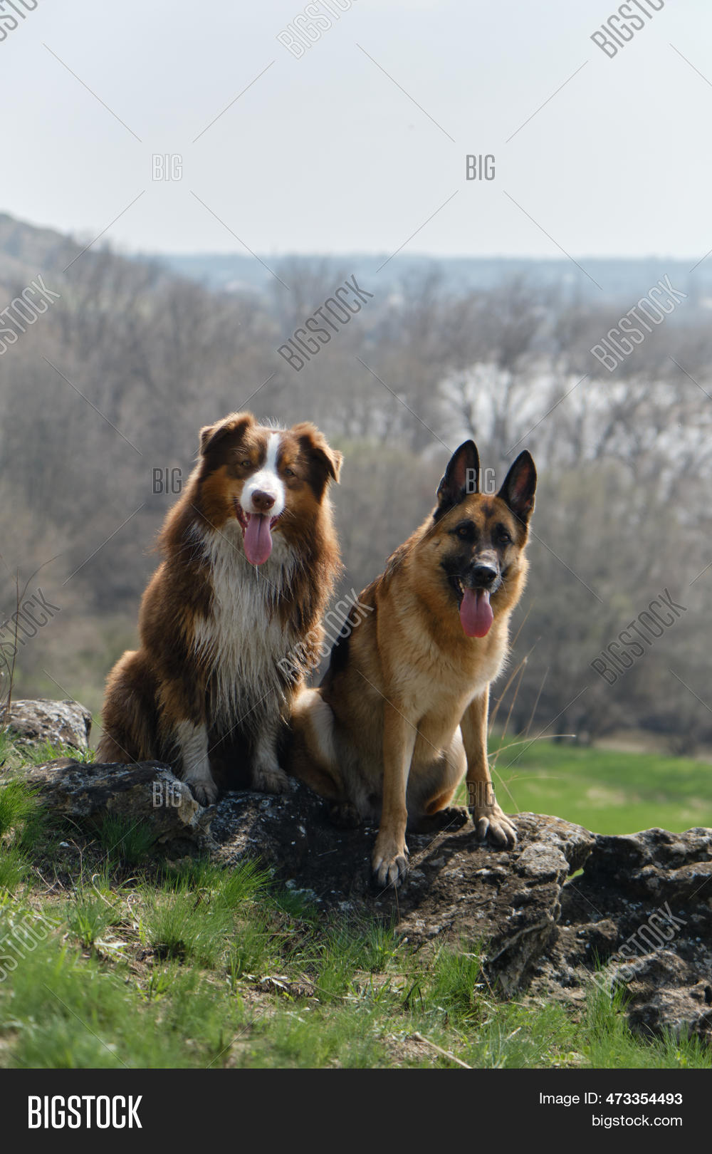 Two Dogs Side By Side Image & Photo (Free Trial) | Bigstock