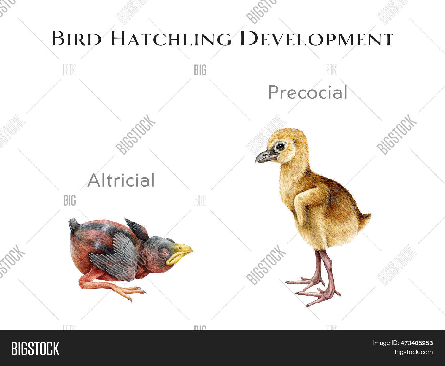 Bird Hatchling Image & Photo (Free Trial) | Bigstock