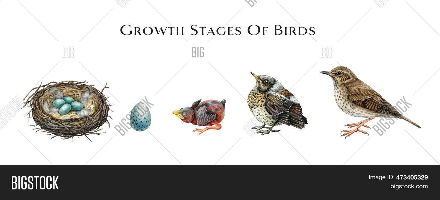 Growth Stages Birds Image & Photo (Free Trial) | Bigstock