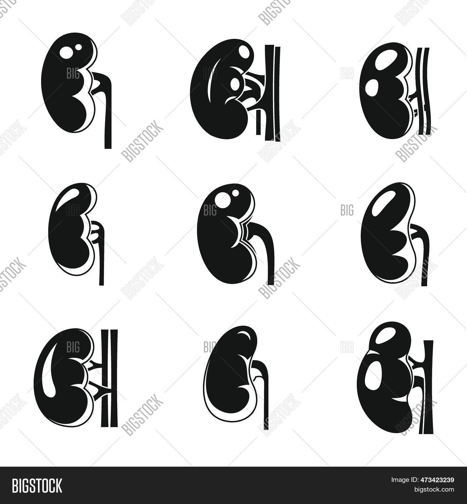 Human Kidney Icons Set Image & Photo (Free Trial) | Bigstock