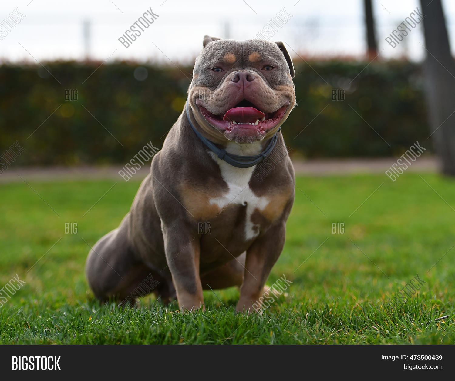 Muscular American Image & Photo (Free Trial) | Bigstock