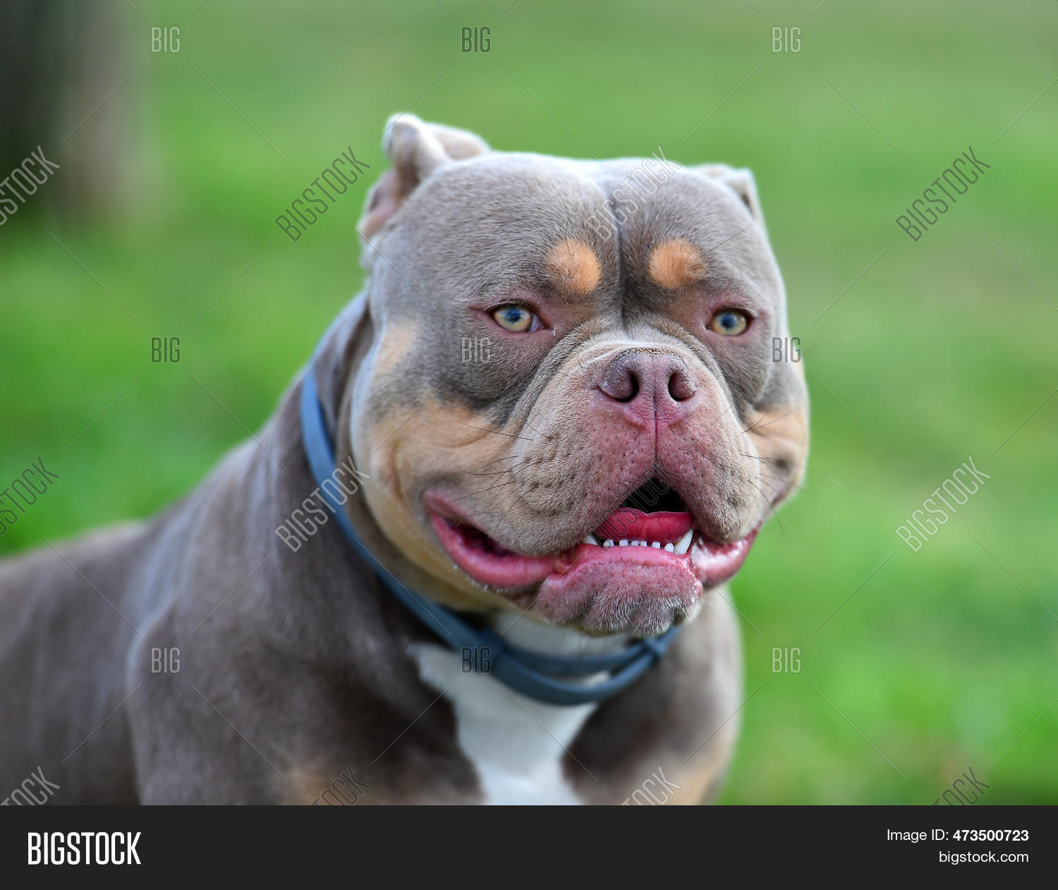 Muscular American Image & Photo (Free Trial) | Bigstock