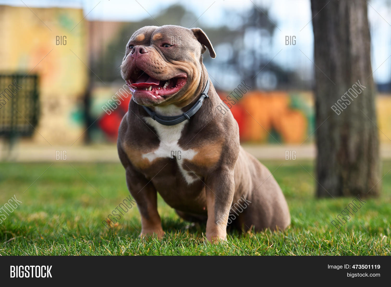 Muscular American Image & Photo (Free Trial) | Bigstock