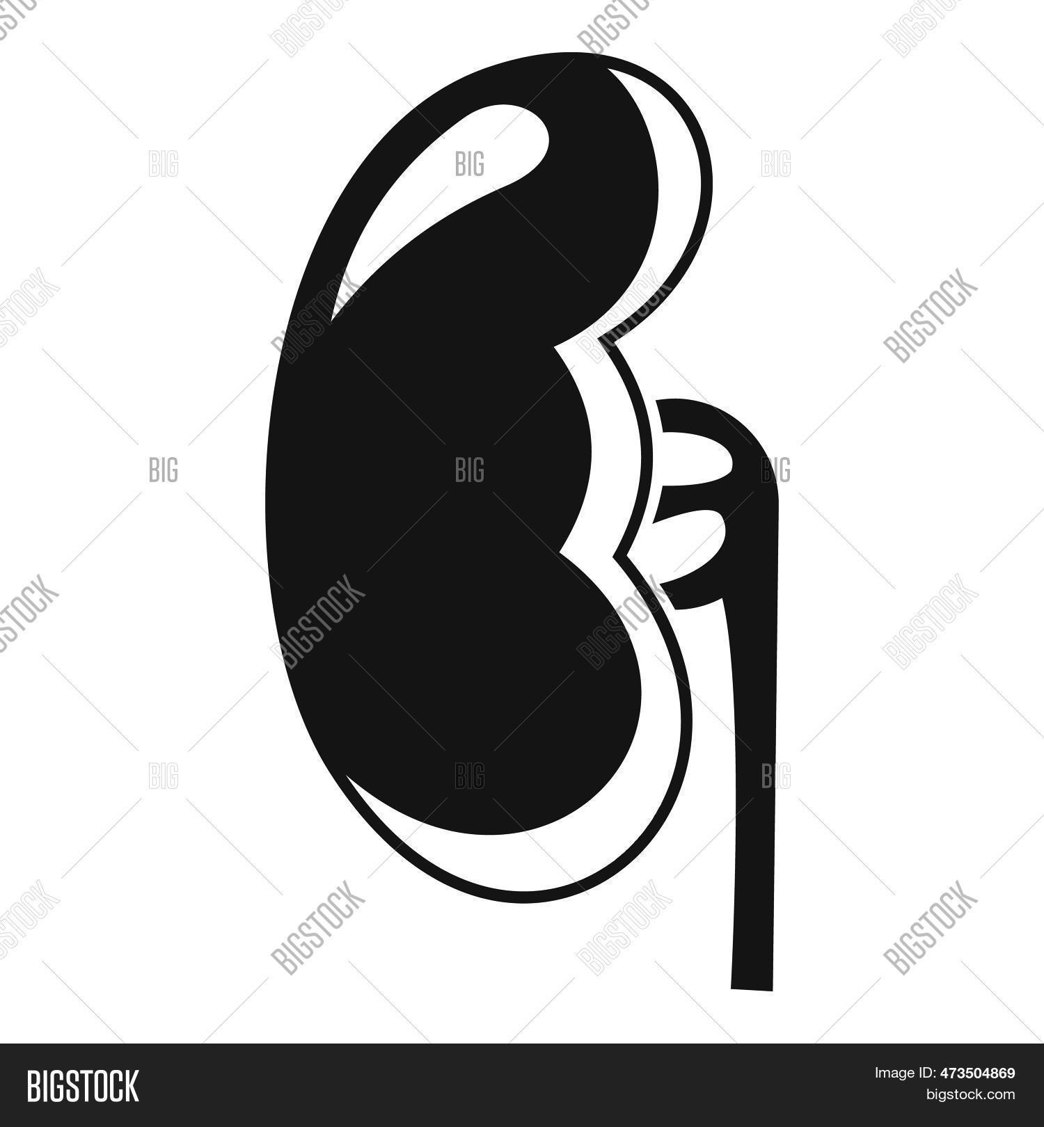 Usmle Anatomy Kidney Location