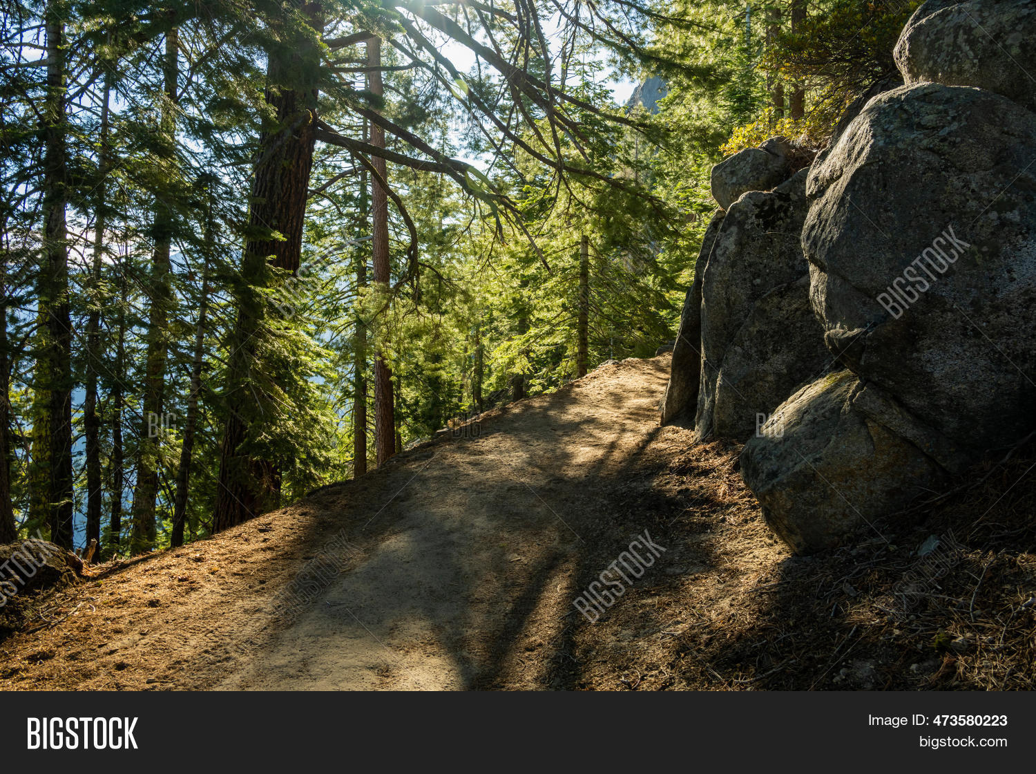 Large Pines Cast Image & Photo (Free Trial) | Bigstock