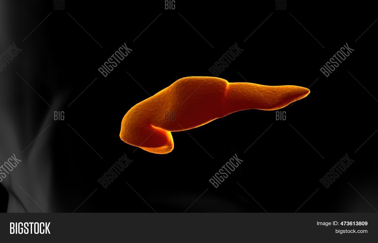 Pancreas Human Image & Photo (Free Trial) | Bigstock