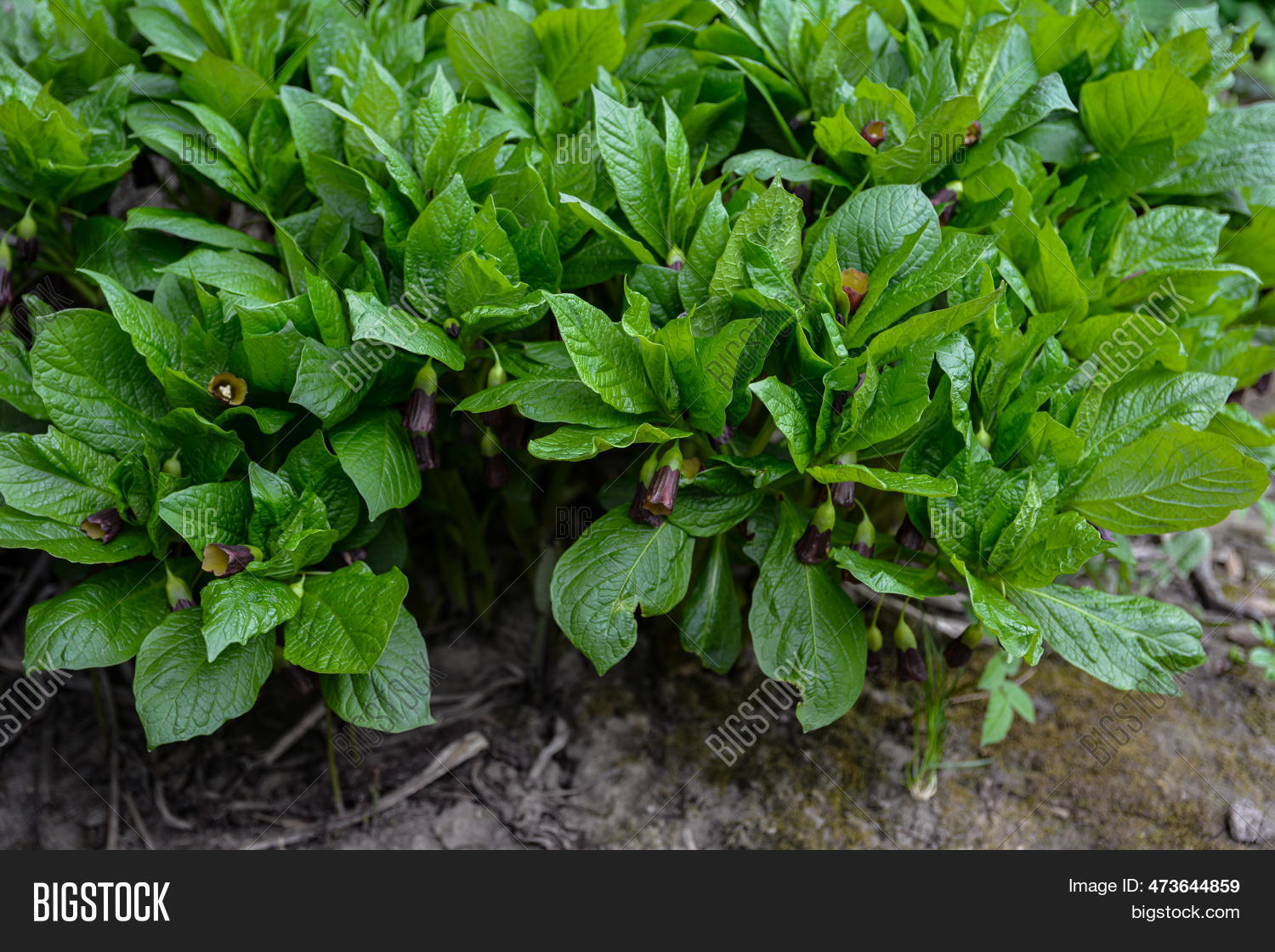 Flowering Scopolia Image & Photo (Free Trial) | Bigstock