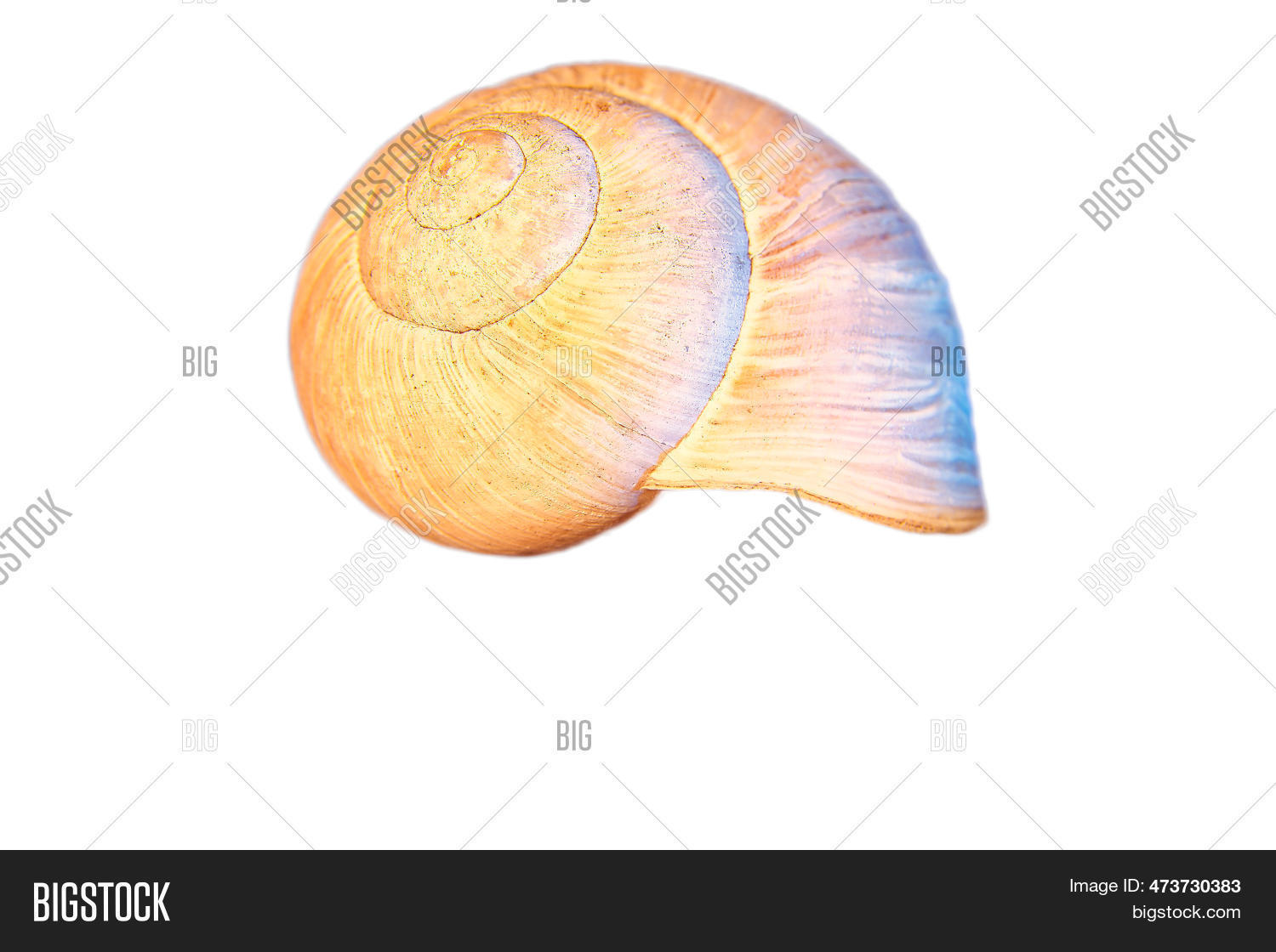 Snail Shell Cut Out. Image & Photo (Free Trial) | Bigstock